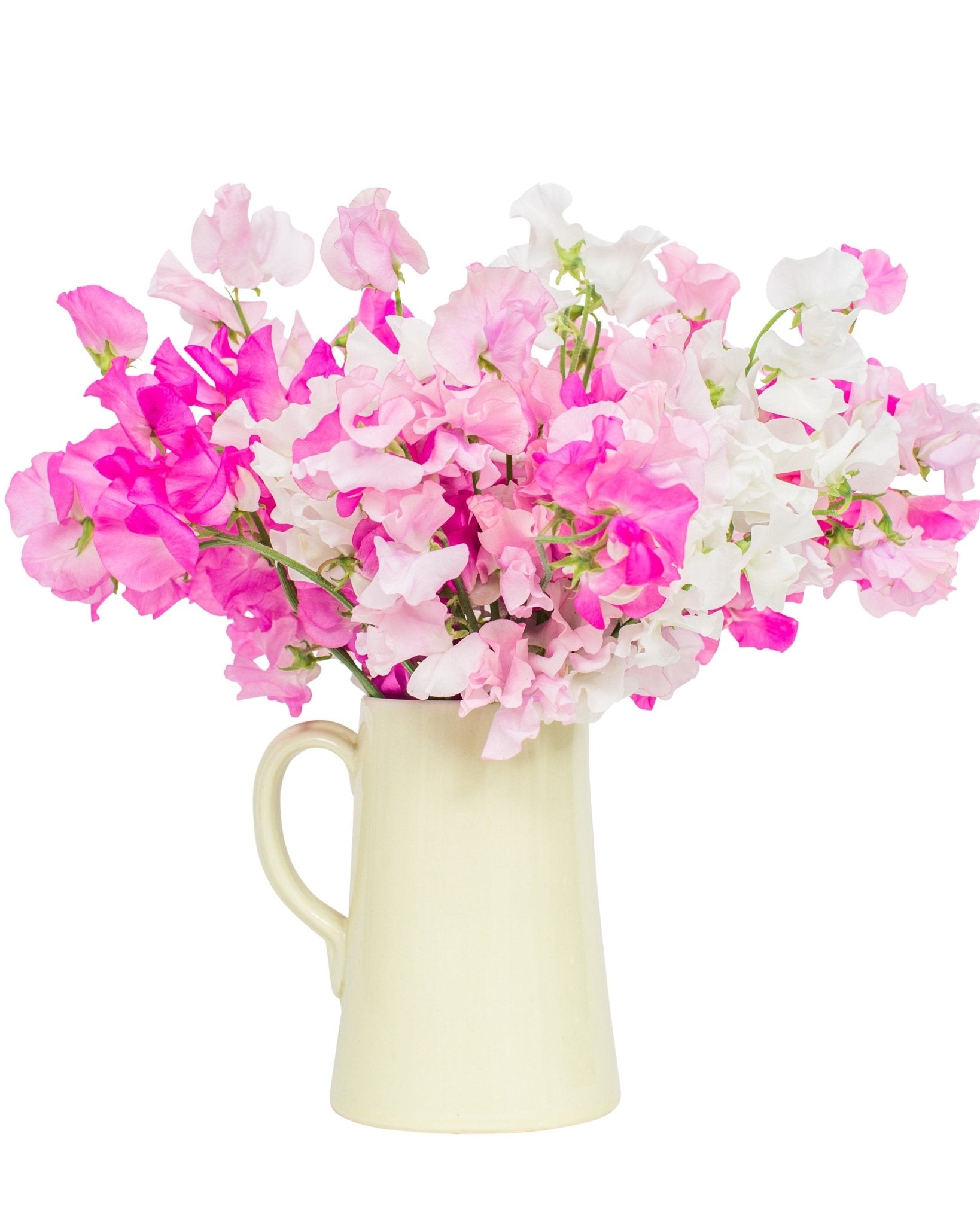 Sweet Peas Collection – Fragrant Blooms in Pink, White, and Mixed ...