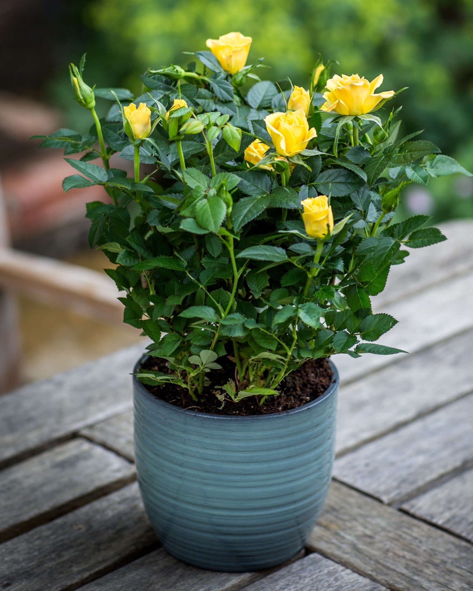 Rose Bush Collection – Available in Red, Pink, White, and Yellow ...