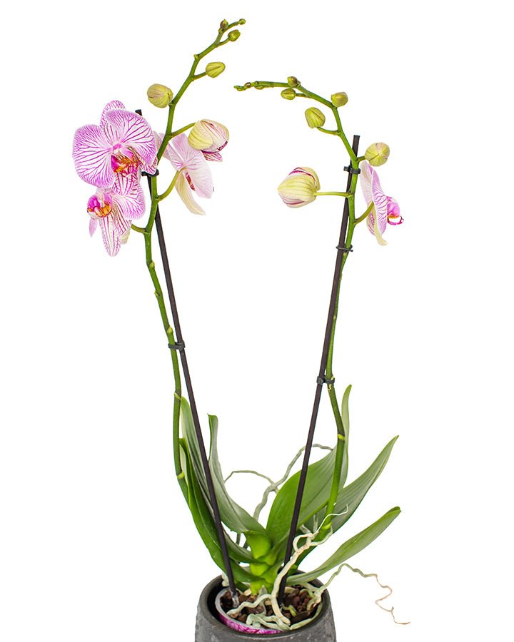 Phalaenopsis Orchid - Pink Veins - Double Stem with Container by ...