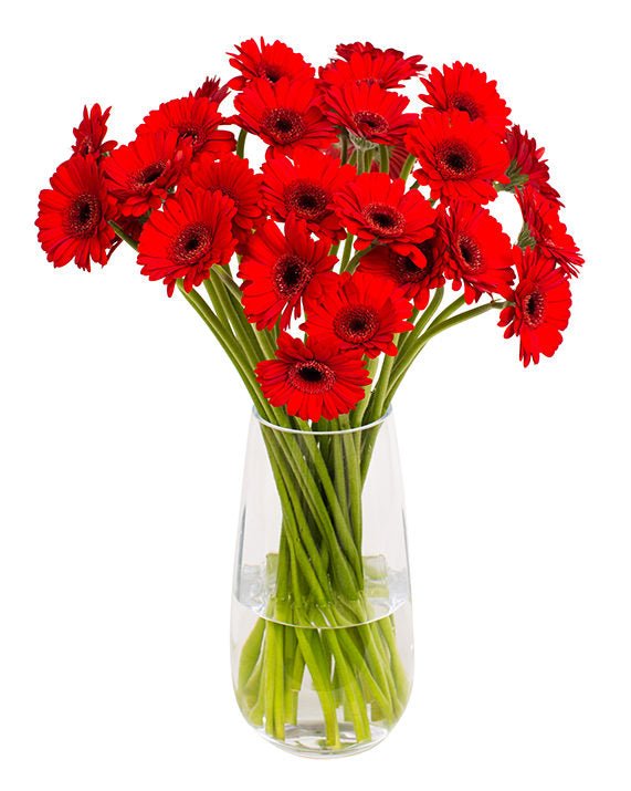 Gerbera Mini - Red | Flowers by Flourish