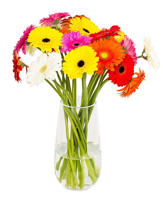 Gerbera Mini - Mixed Colours | Send Gerberas Nationwide | Flowers by ...