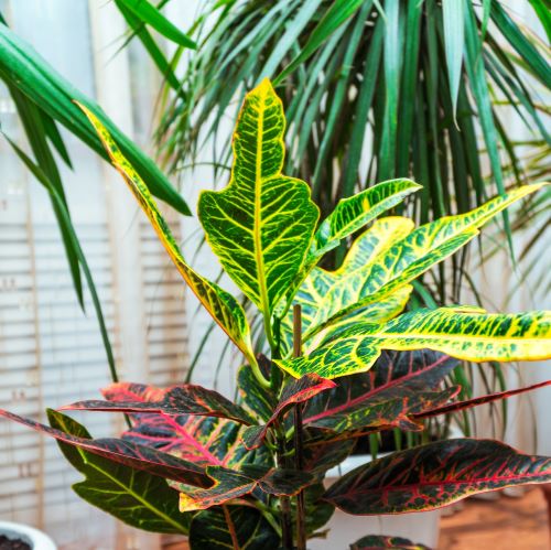 Indoor Plant Subscriptions: Regular House Plants - Delivered Nationwide ...